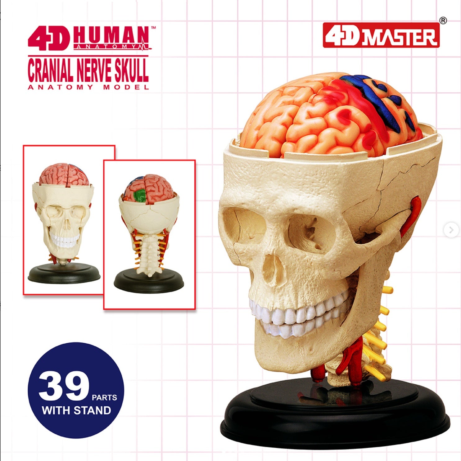 預購～4D頭部組合模型（預計10月到貨） – PanMART 泛市集