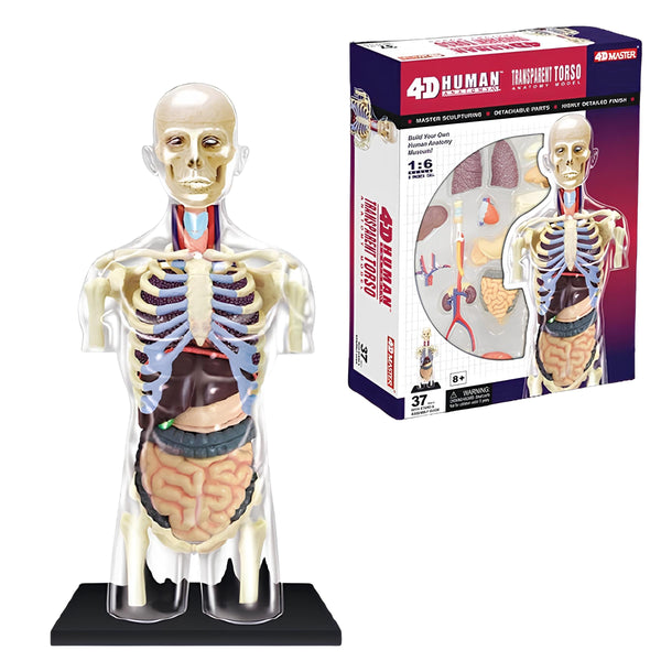 4D全透視半身人體組合模型 – PanMART 泛市集