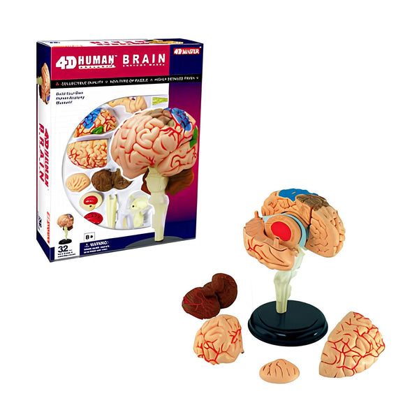 4D人體腦神經組合模型 – PanMART 泛市集