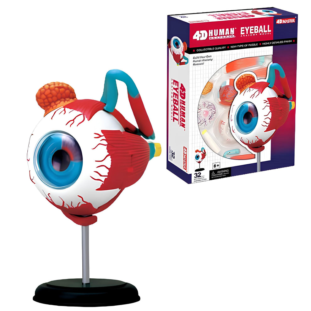 4D眼球解剖模型 – PanMART 泛市集