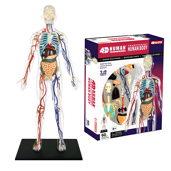 4D全透視全身人體組合模型 – PanMART 泛市集