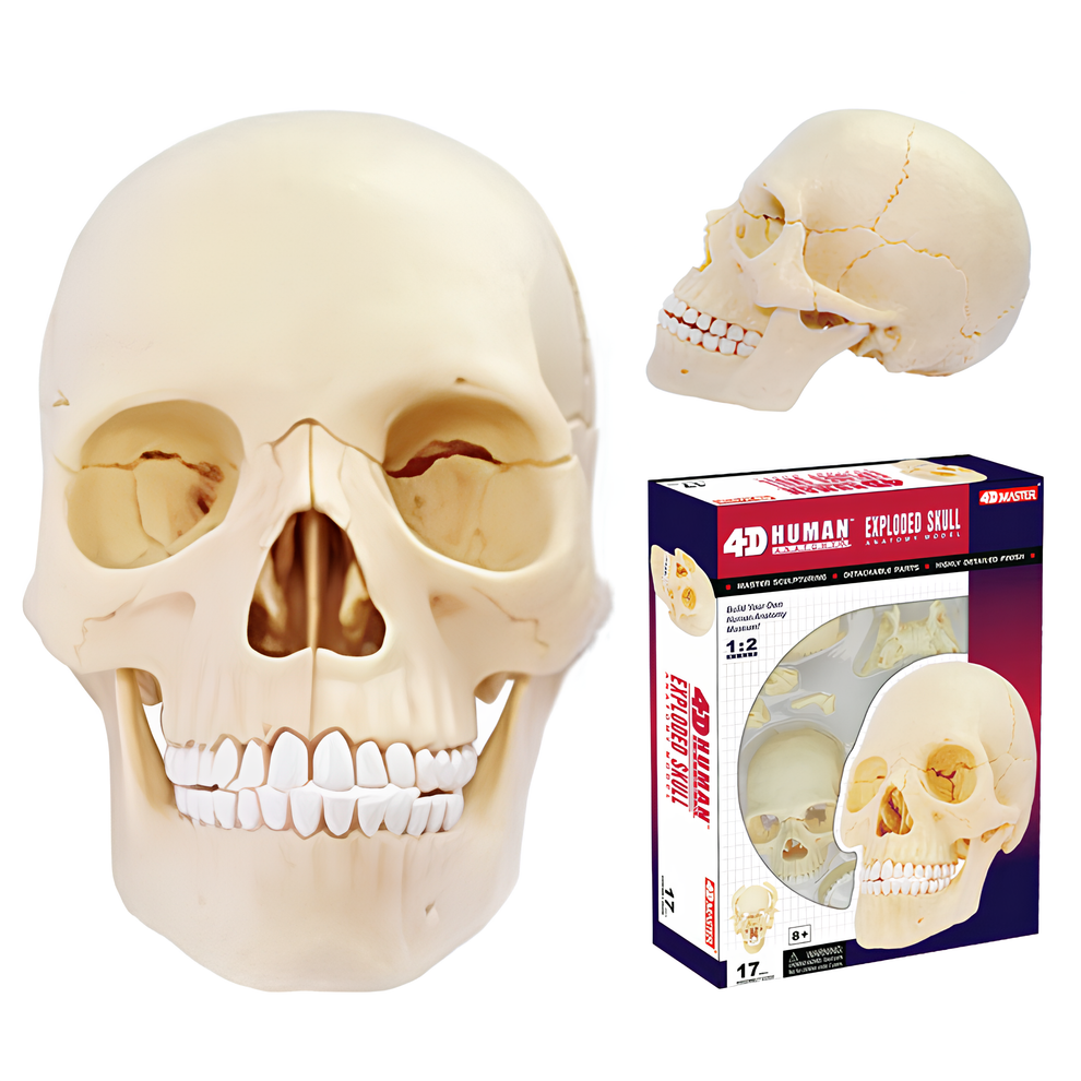 4D人體頭骨組合模型 – PanMART 泛市集